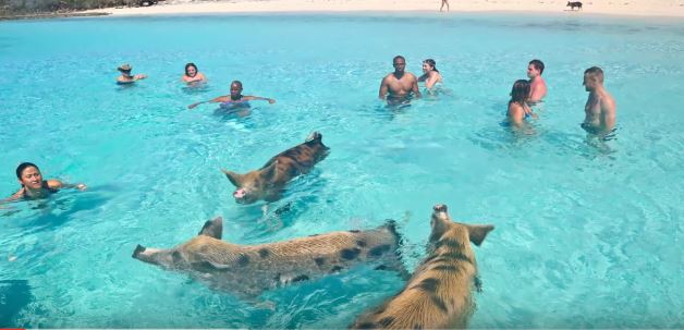 Pusztulnak a malackák a Bahamák világhírű Malac-szigetén | Globoport